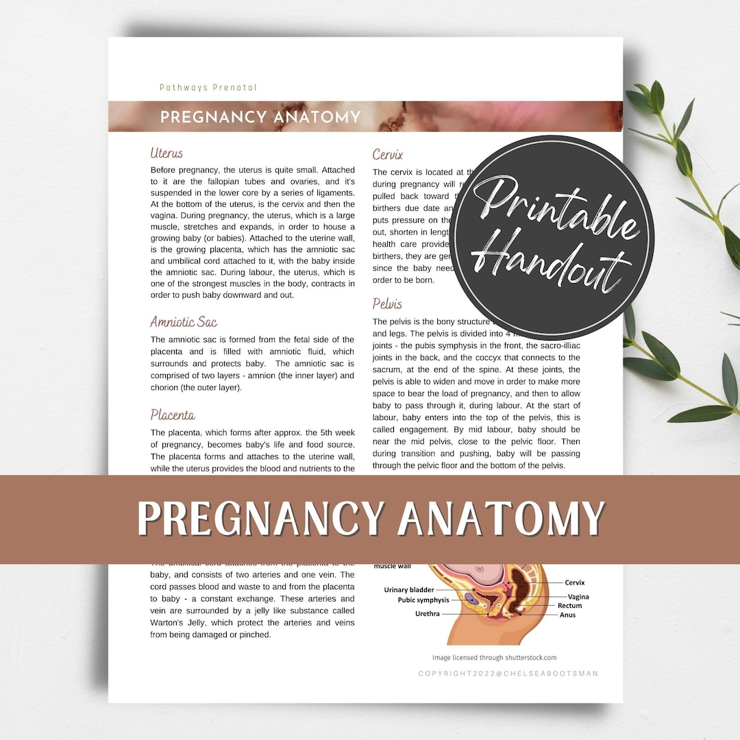 Pregnancy Anatomy Printable Handout for Pregnant Women, Birth Workers ...