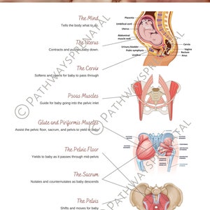 Birth and Core Anatomy Body Prep Printable Handout for Pregnant Women ...