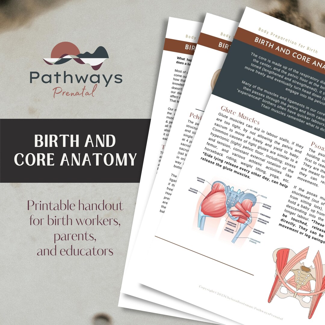 Birth and Core Anatomy Printable Handout, Doula Childbirth Education ...