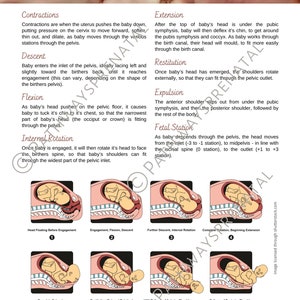 Cardinal Movements of Birth Printable Handout for Pregnant Women, Birth ...