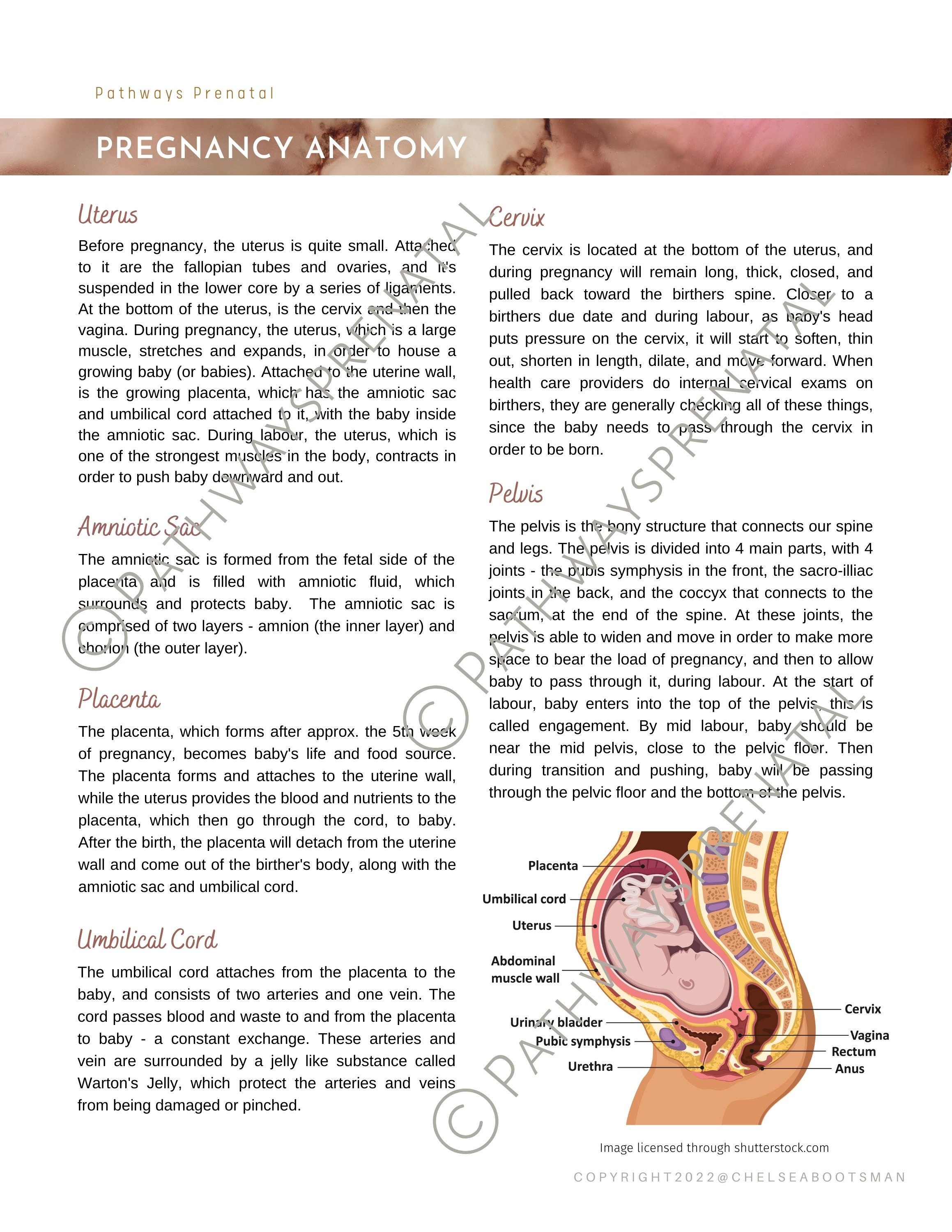 Pregnancy Anatomy Printable Handout for Pregnant Women, Birth Workers ...