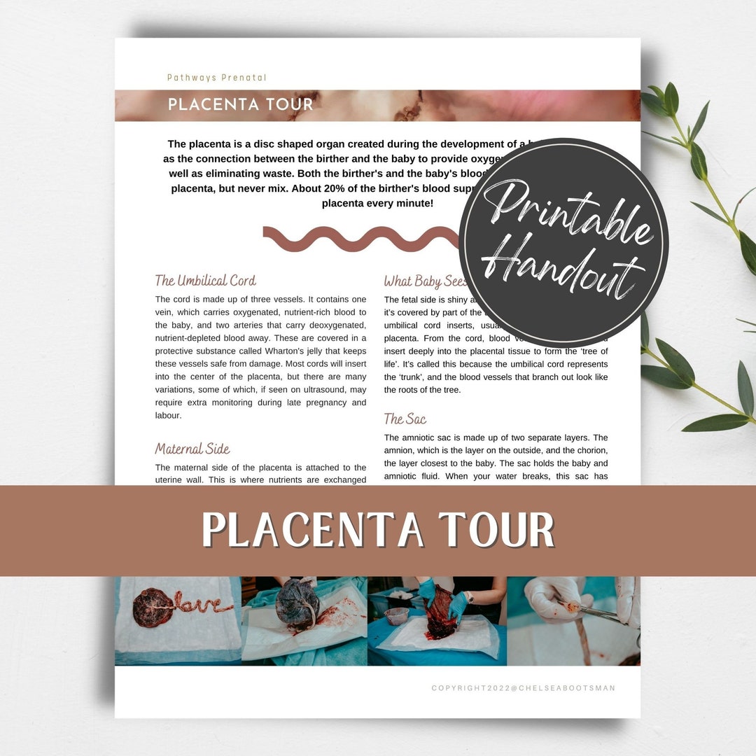 Placenta Tour Printable Handout for Pregnant Women, Birth Workers ...