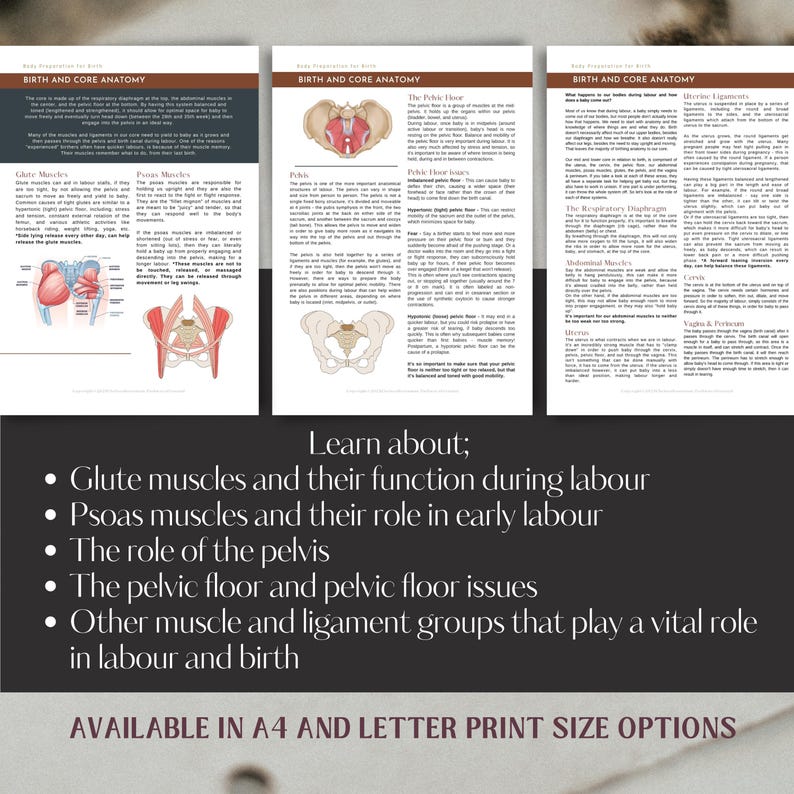 Birth and Core Anatomy Printable Handout, Doula Childbirth Education ...