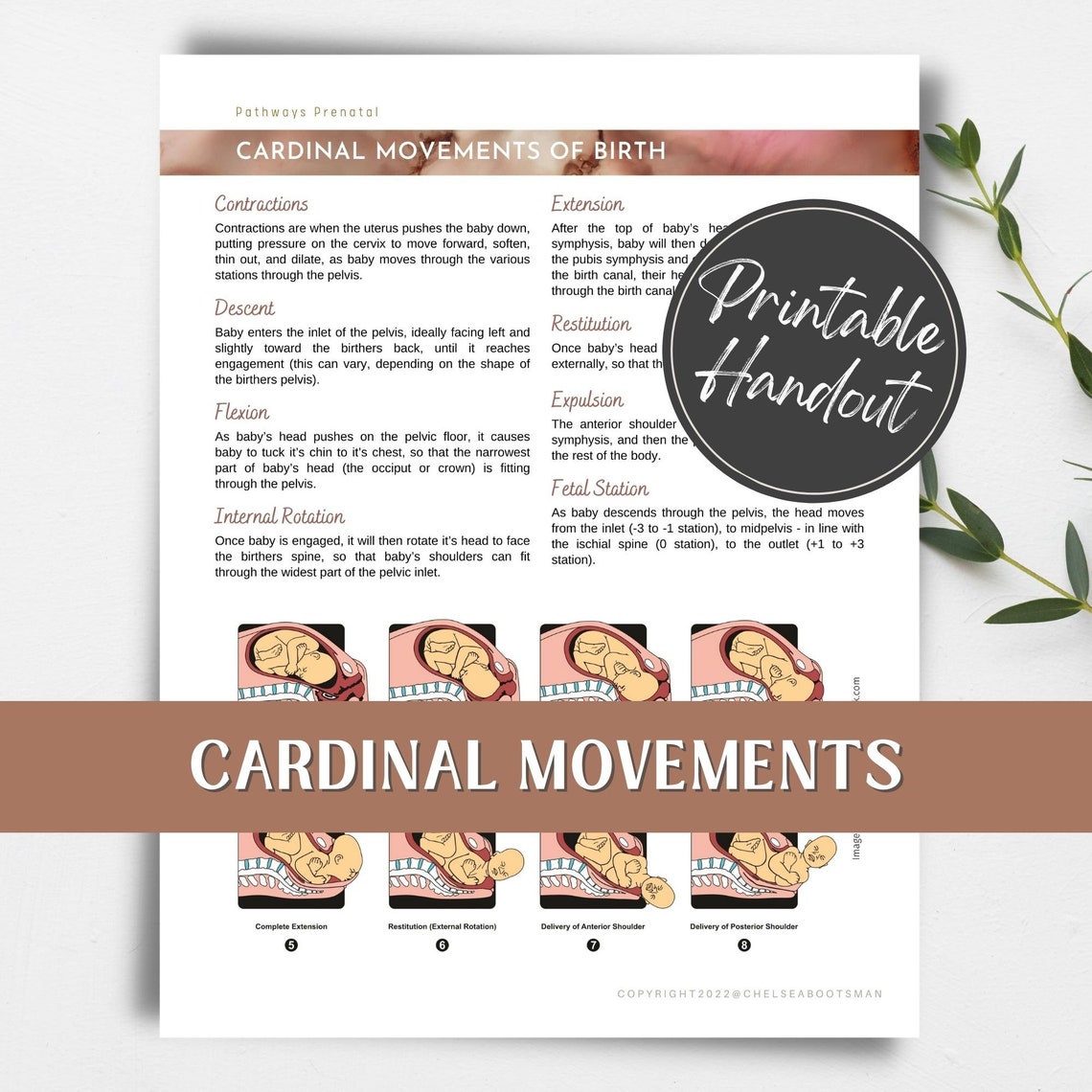 Cardinal Movements of Birth Printable Handout for Pregnant Women, Birth ...