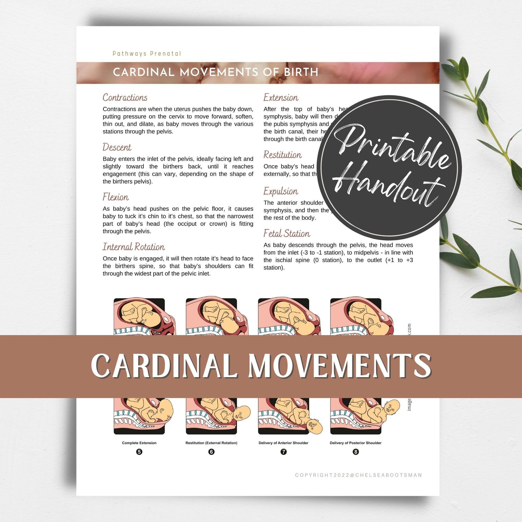Cardinal Movements of Birth Printable Handout for Pregnant Women, Birth ...