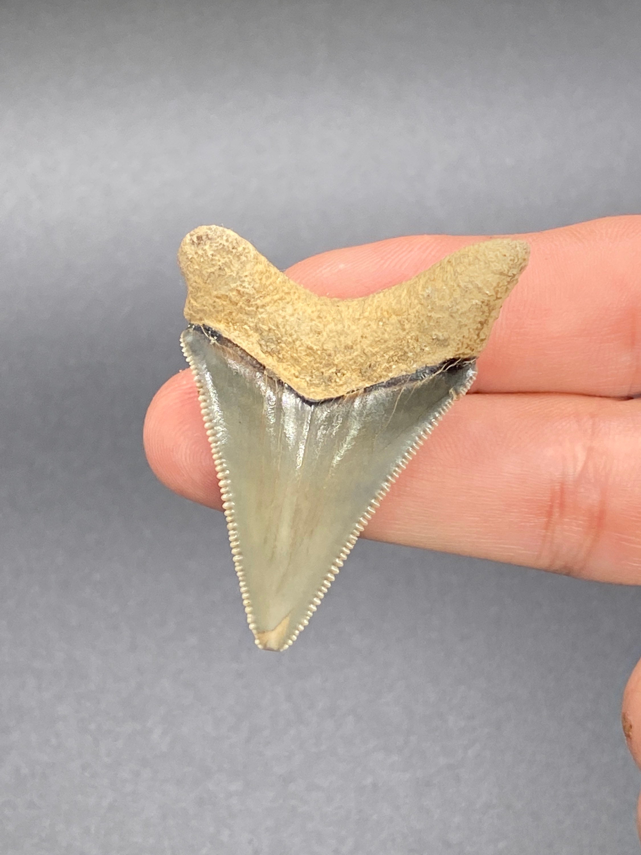 Calvert Cliffs Megalodon Shark Tooth Cc10 - Etsy