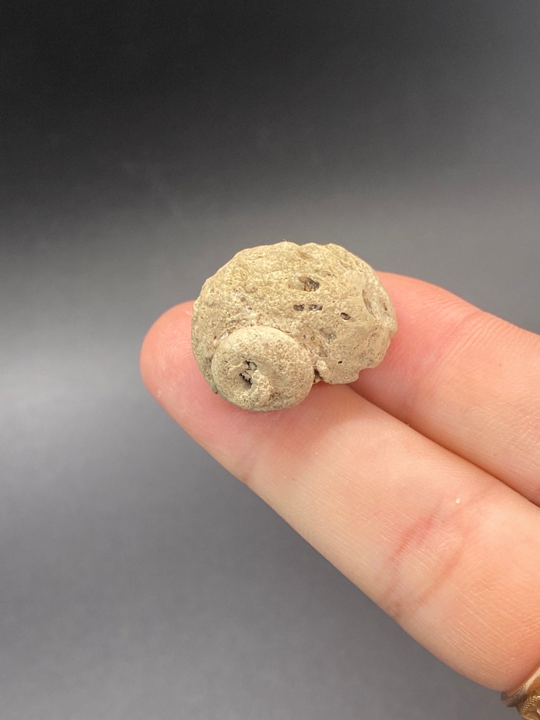 Fossil Shell Casting by Toothlessfossils 100% Natural Gwh2 - Etsy