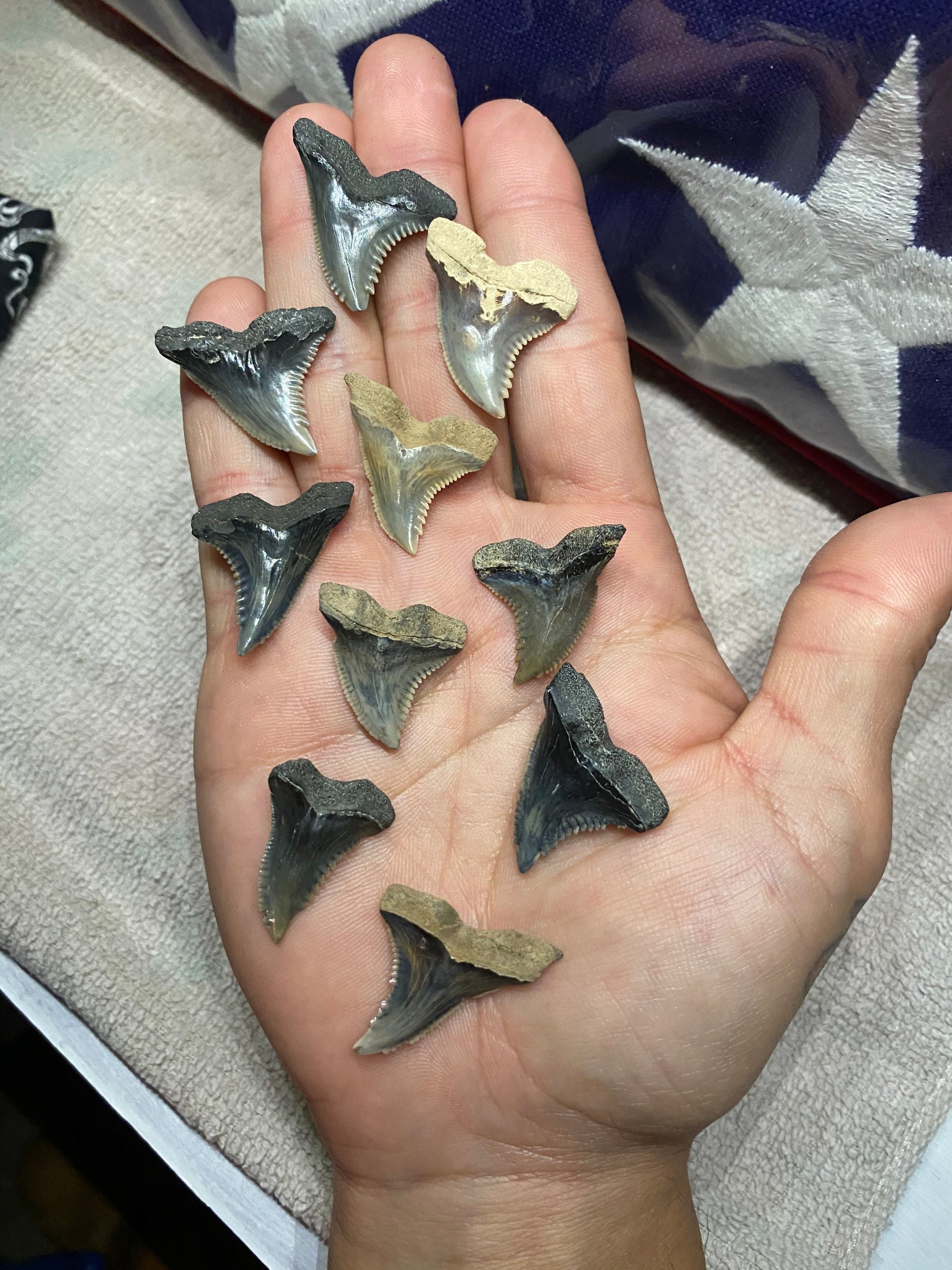 10 Beautiful Calvert Hemi Shark Teeth 116 - Etsy UK