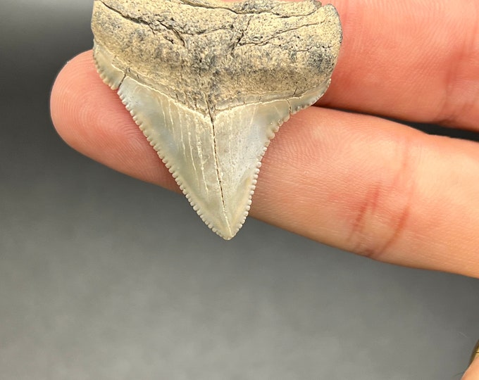 Megalodon Shark Tooth Fossil Calvert Cliffs Cc68 - Etsy