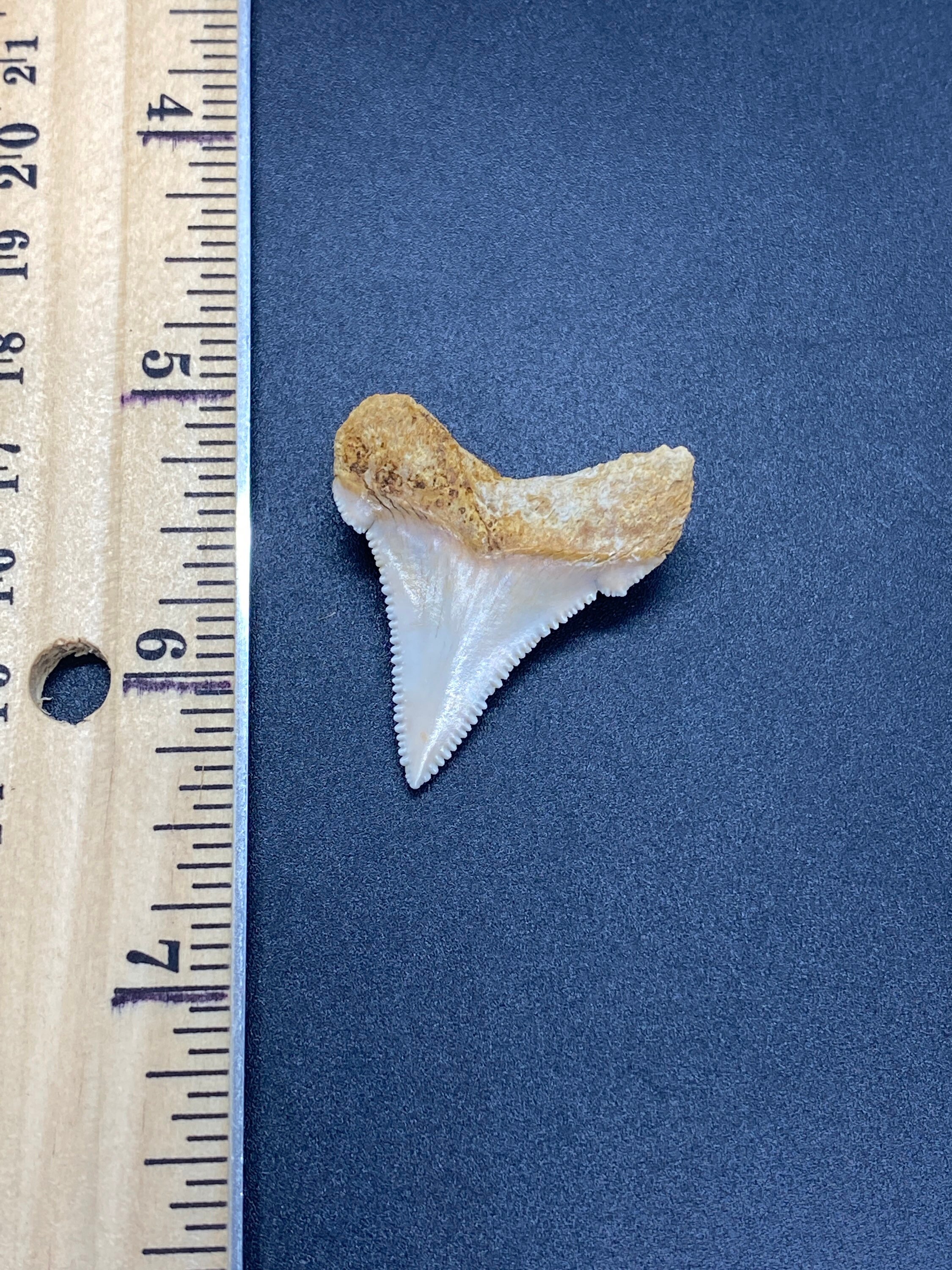 Fossil Angustidens Shark Tooth by Toothlessfossils sv24 - Etsy