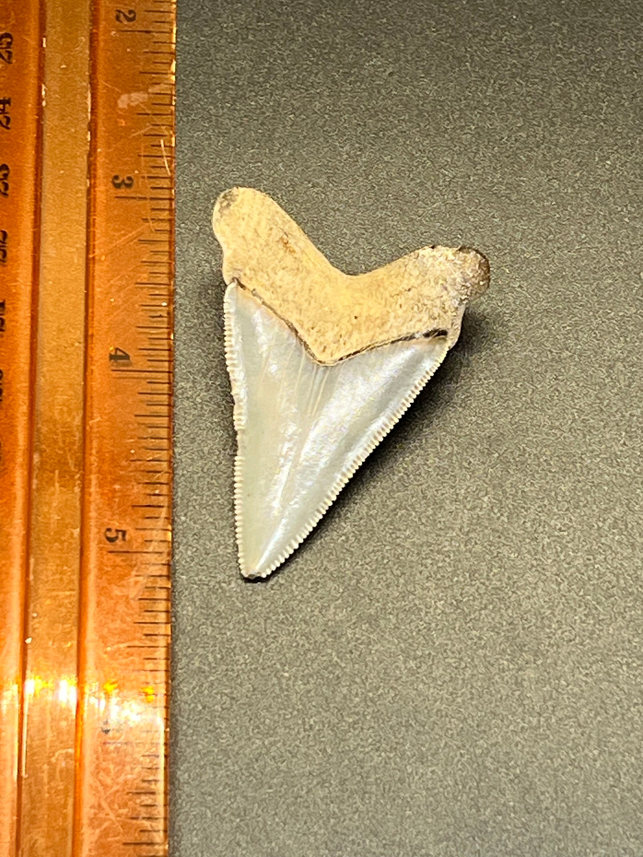 Fossil Megalodon Shark Tooth Calvert Cliffs lower Position - Etsy