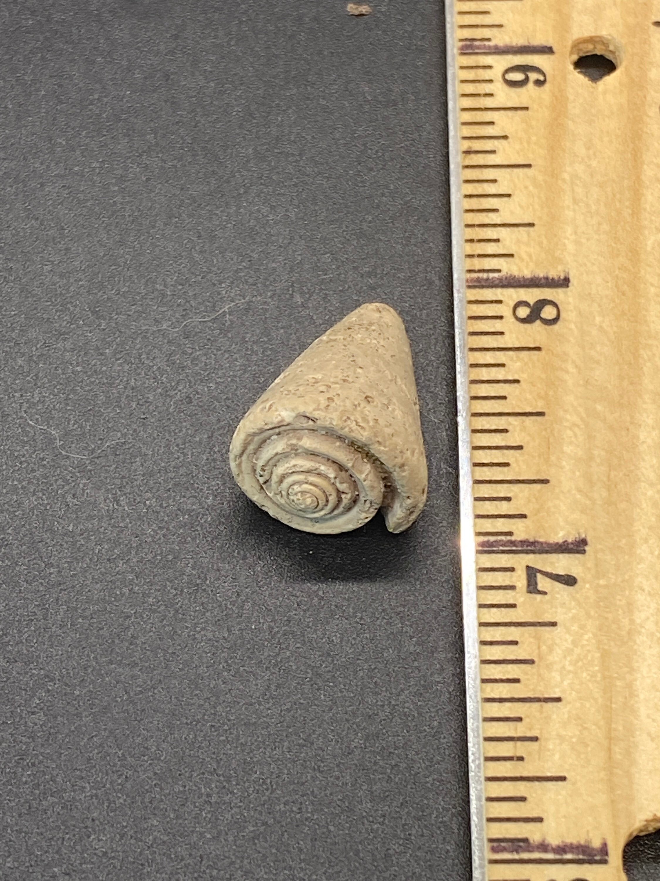 Fossilized Shell Concretion Cast Natural Fossil Gwh1 - Etsy