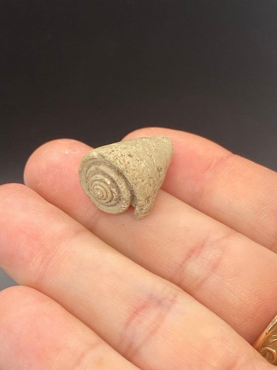 Fossilized Shell Concretion Cast Natural Fossil Gwh1 - Etsy