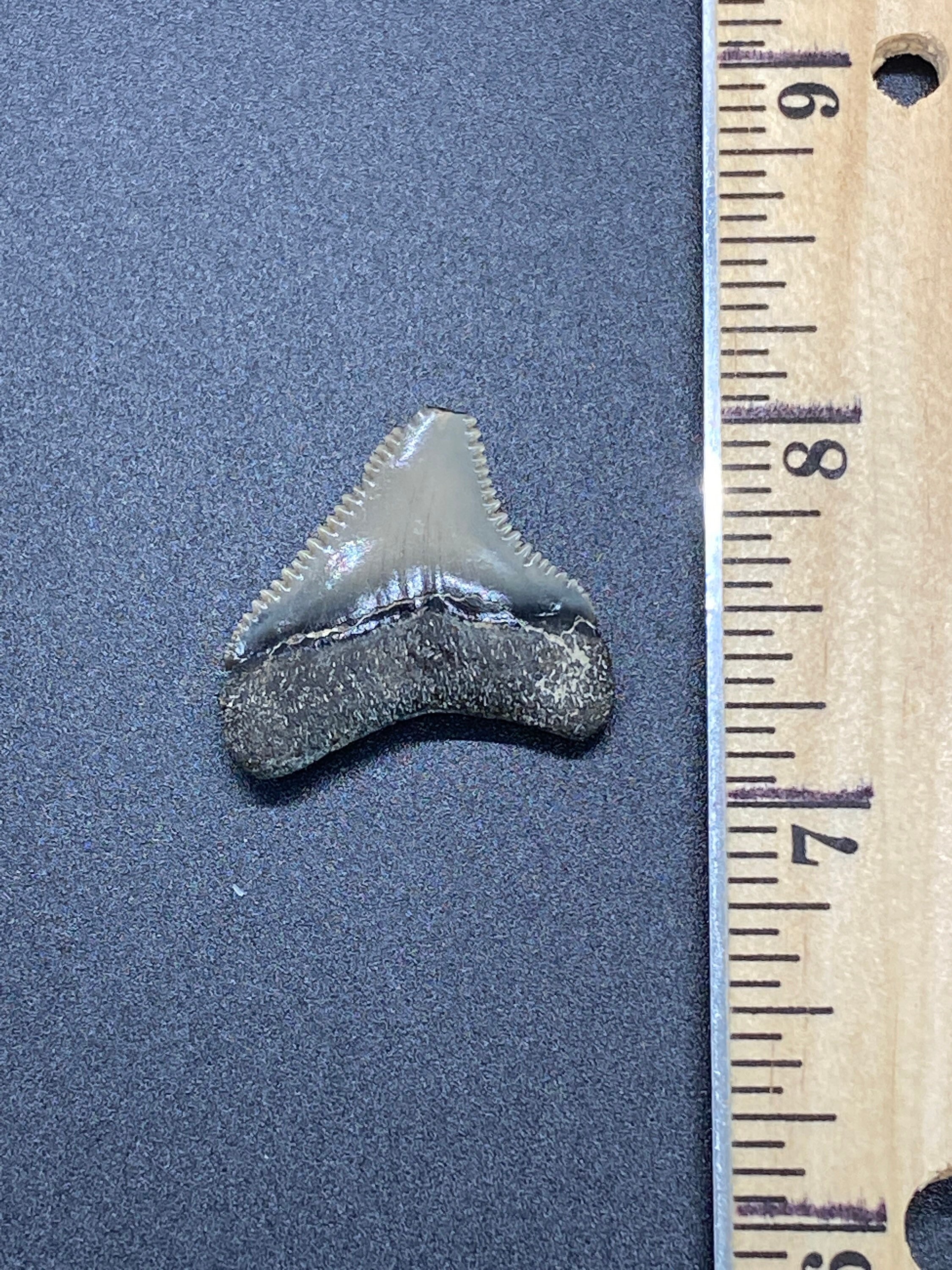 Calvert Cliffs Megalodon Shark Tooth Cc6 - Etsy