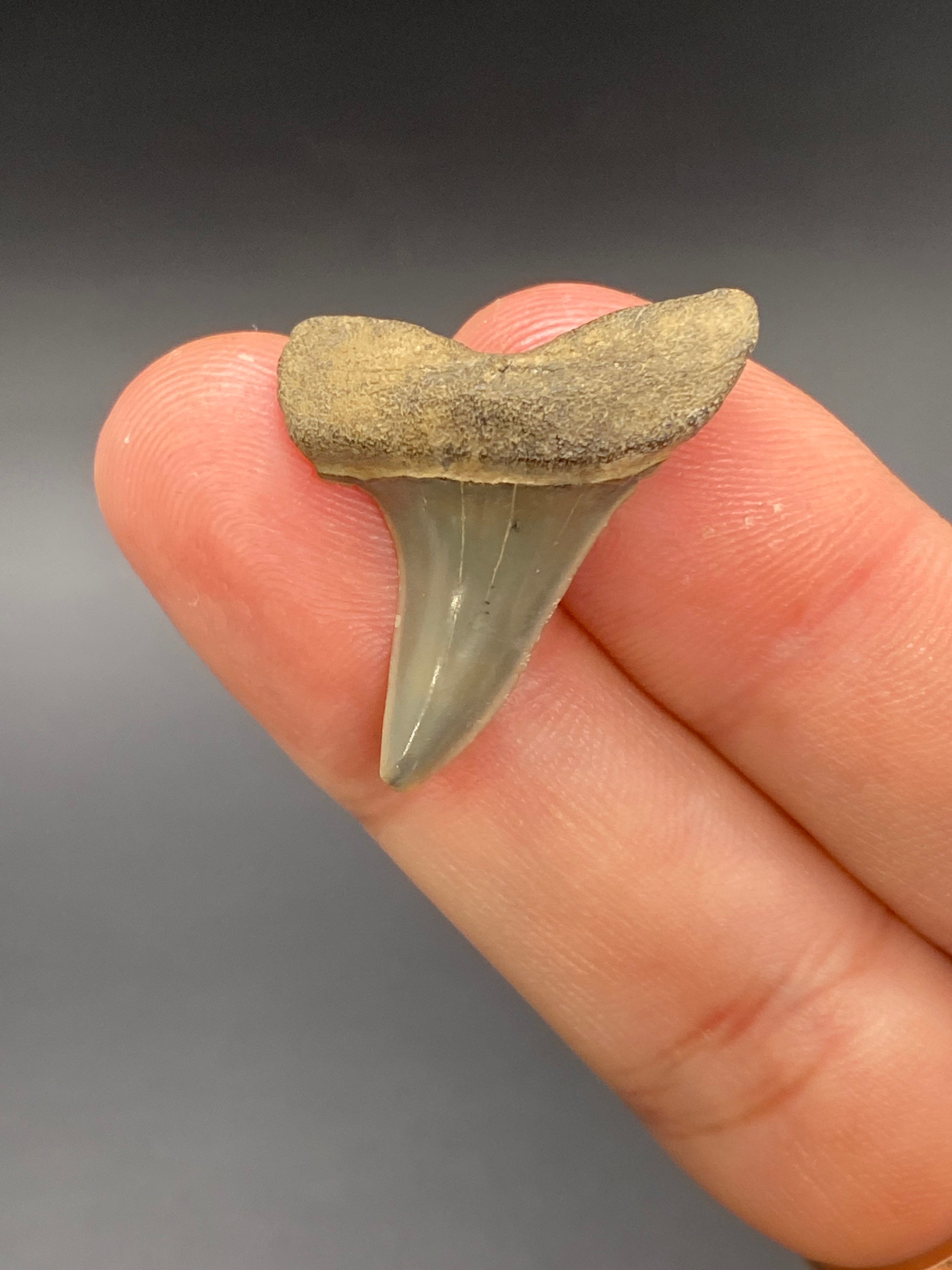 Fossil Isurus Retroflexus Shark Tooth by Toothlessfossils | Etsy
