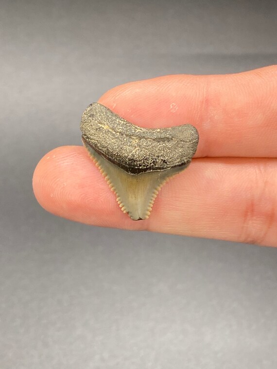 Calvert Cliffs Megalodon Shark Tooth Cc6 - Etsy