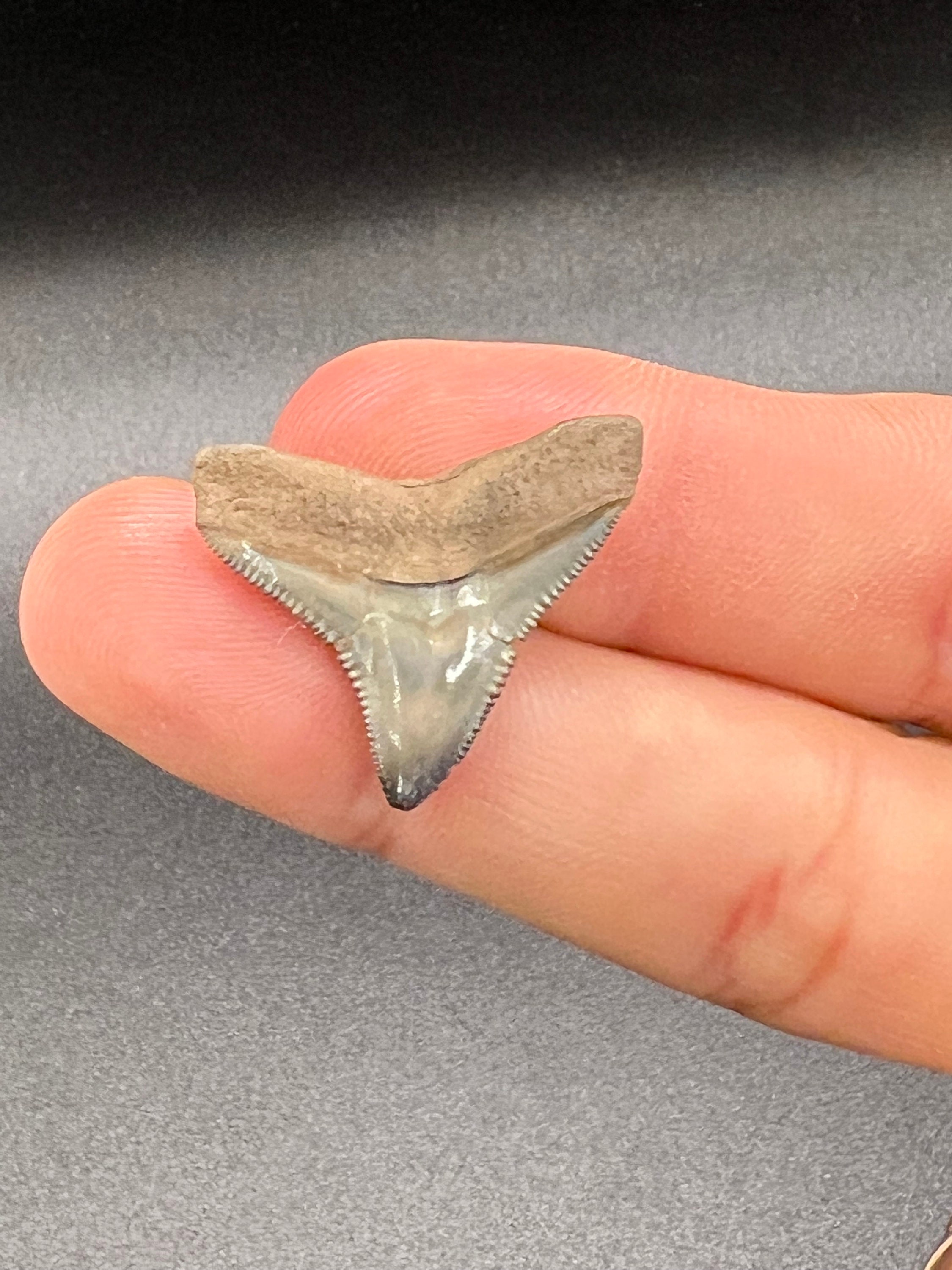 Fossil Bull Shark Tooth by Toothlessfossils Gw51 - Etsy
