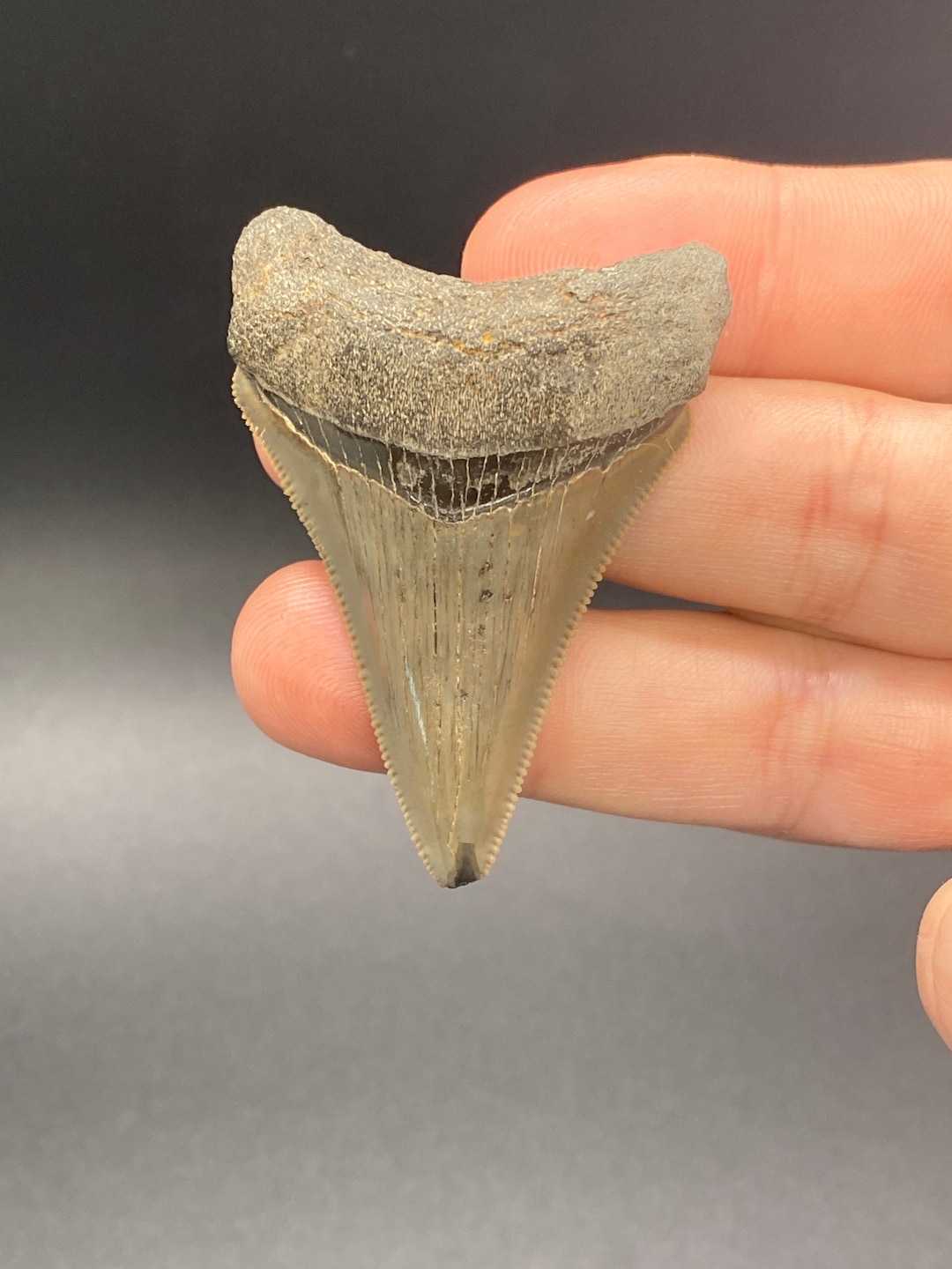 Calvert Cliffs Megalodon Shark Tooth Cc20 - Etsy