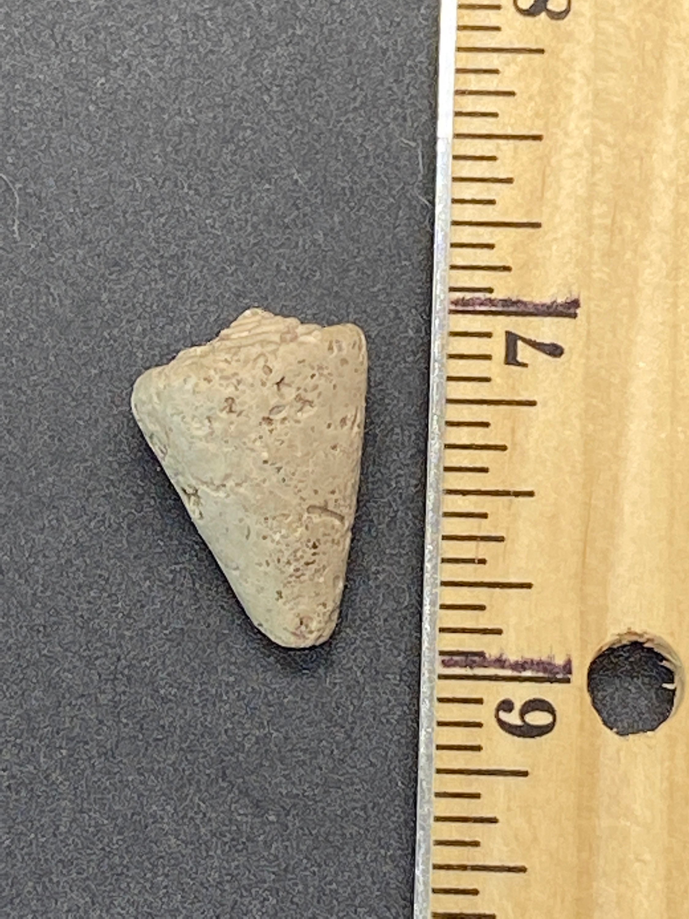 Fossilized Shell Concretion Cast Natural Fossil Gwh1 - Etsy