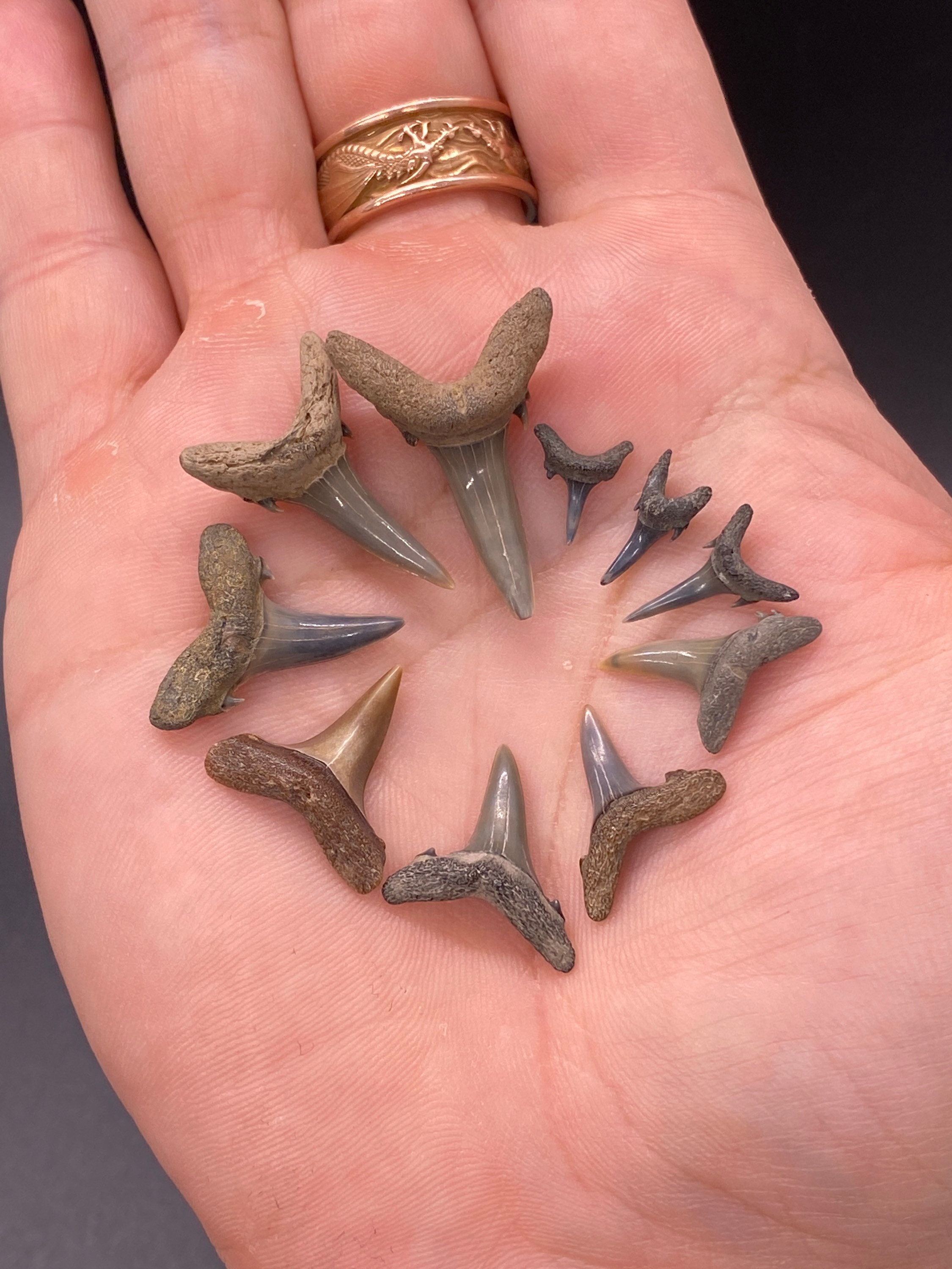 Fossil Sand Tiger Shark Teeth Found by Toothlessfossils 10 Pack Ccst - Etsy