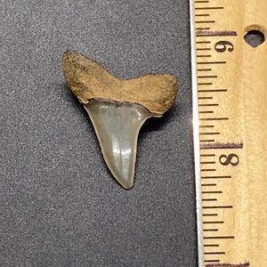 Fossil Isurus Retroflexus Shark Tooth by Toothlessfossils - Etsy