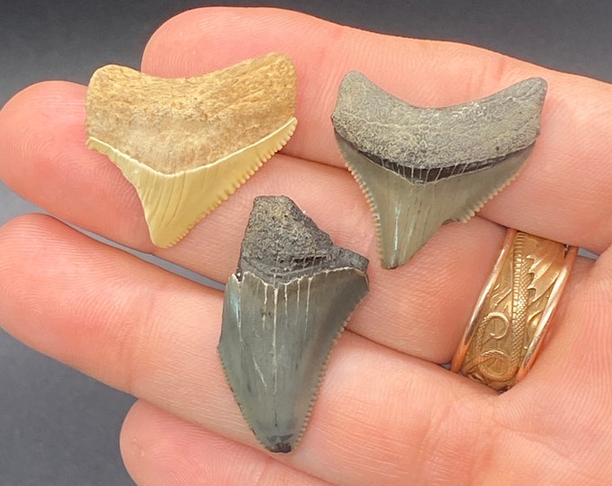 Calvert Cliffs Megalodon Shark Teeth set of 3 Flawed Cc22 - Etsy