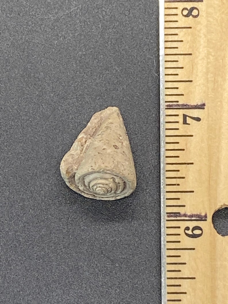 Fossilized Shell Concretion Cast Natural Fossil Gwh1 - Etsy