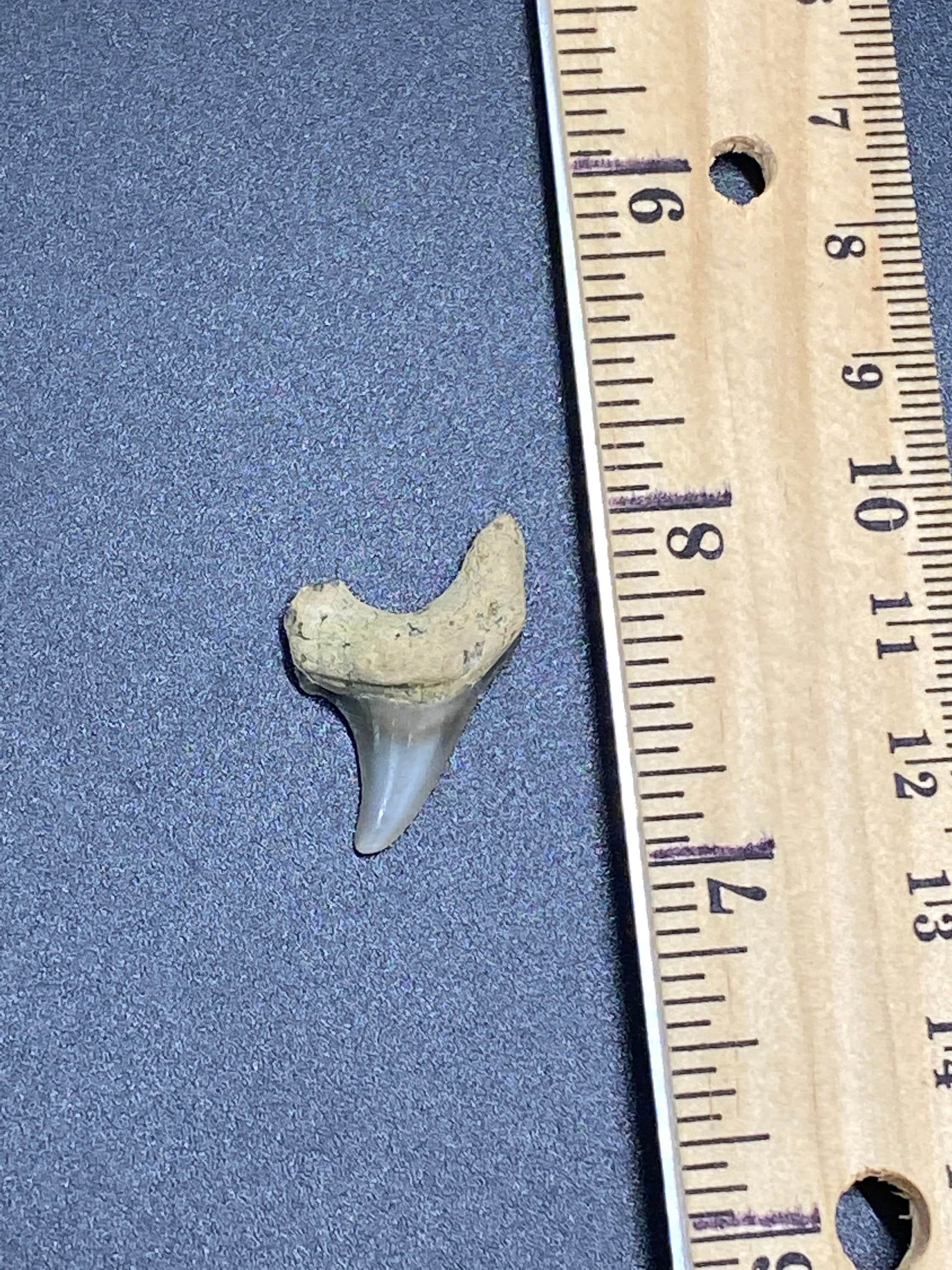 Rare Fossil Benedini Shark Tooth false Mako by Toothlessfossils sv28 - Etsy