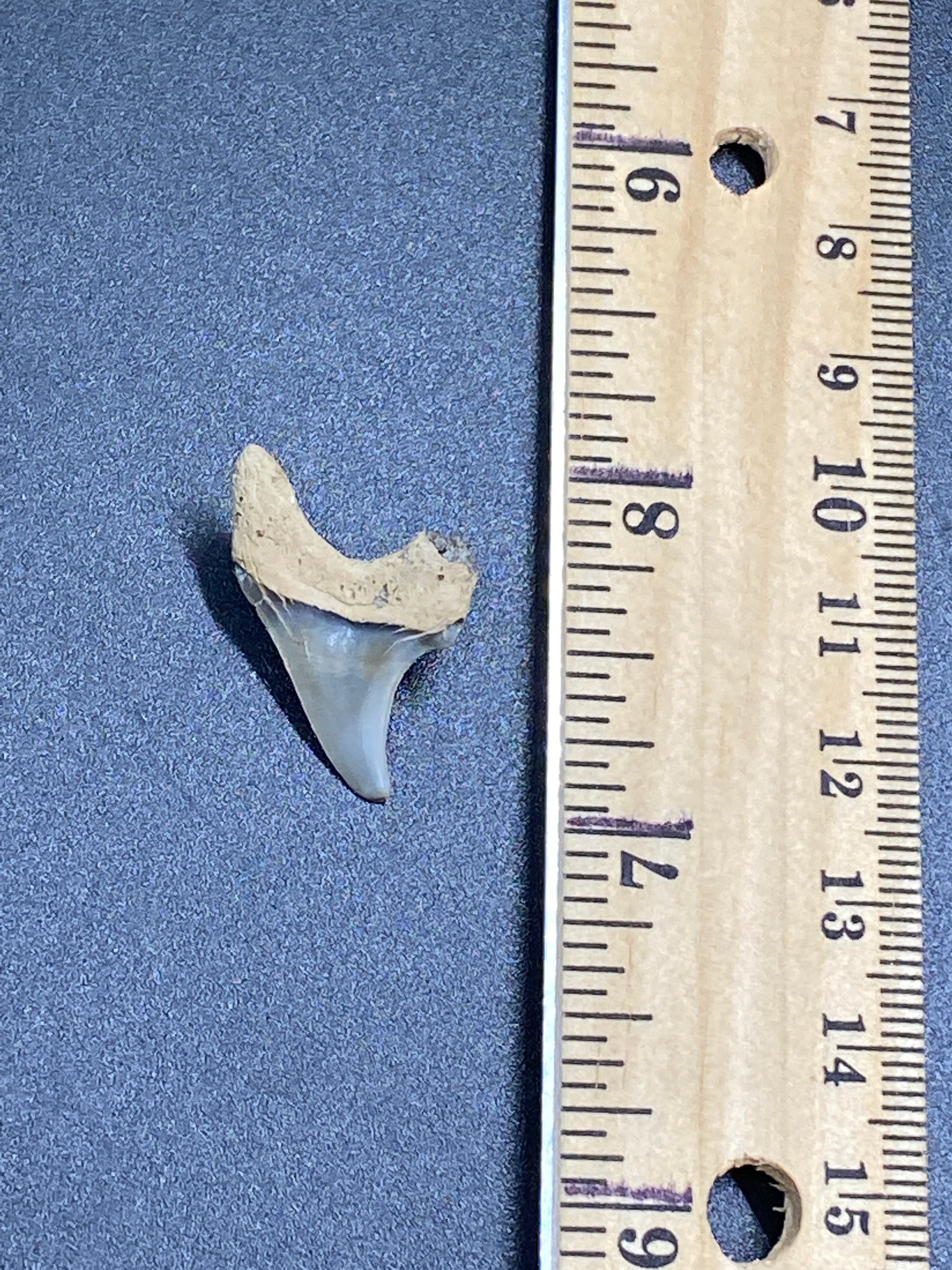 Rare Fossil Benedini Shark Tooth false Mako by Toothlessfossils sv28 - Etsy