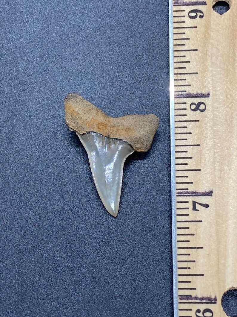 Fossil Isurus Retroflexus Shark Tooth by - Etsy