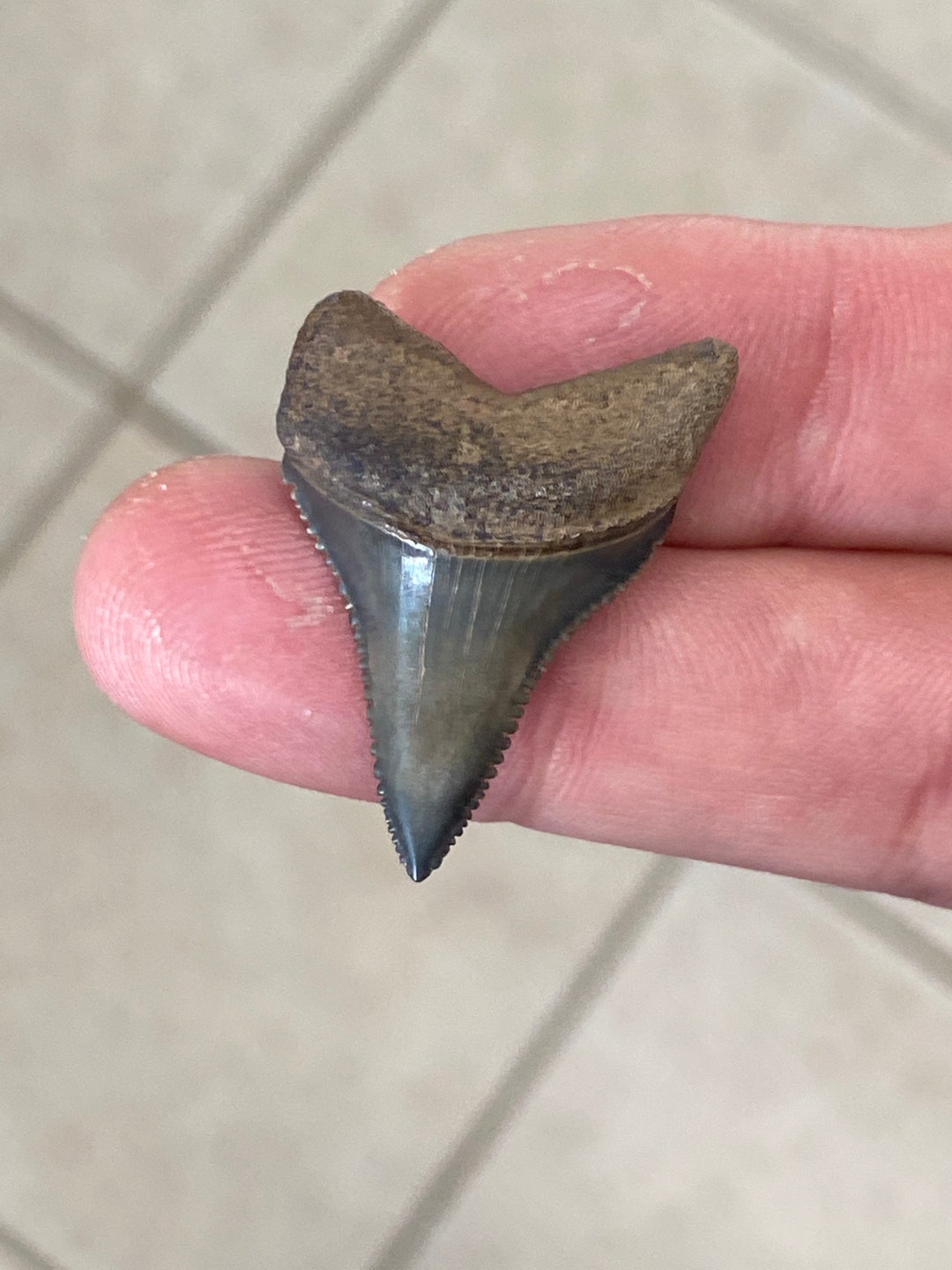 Fossil Lower Great White Shark Tooth by Toothlessfossils Gw53 - Etsy