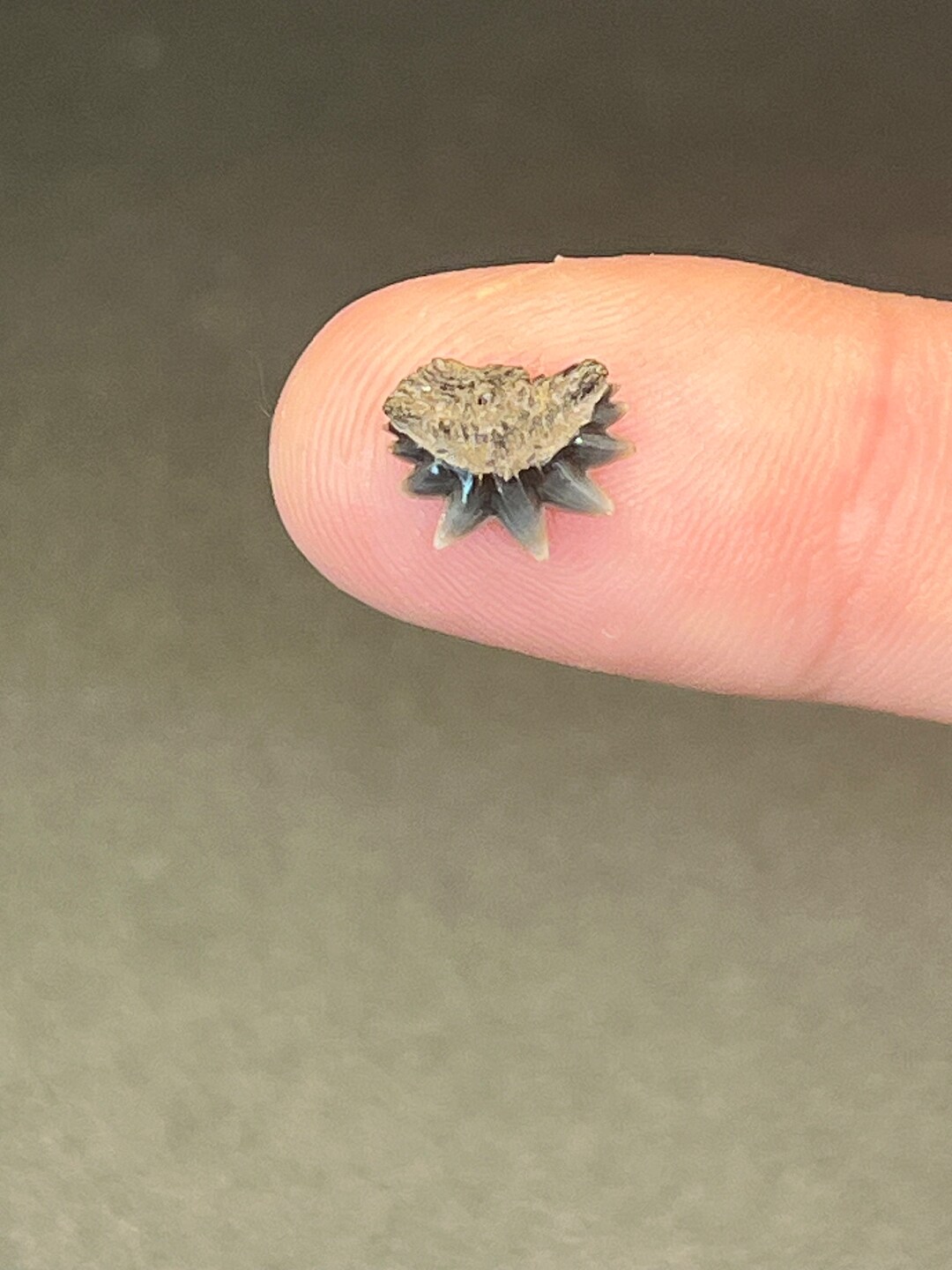 Very Rare Fossil Symphyseal Cow Shark Tooth Cc69 - Etsy