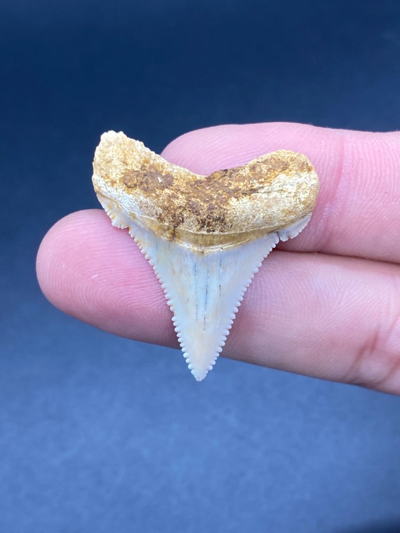 Fossil Angustidens Shark Tooth by Toothlessfossils sv24 - Etsy