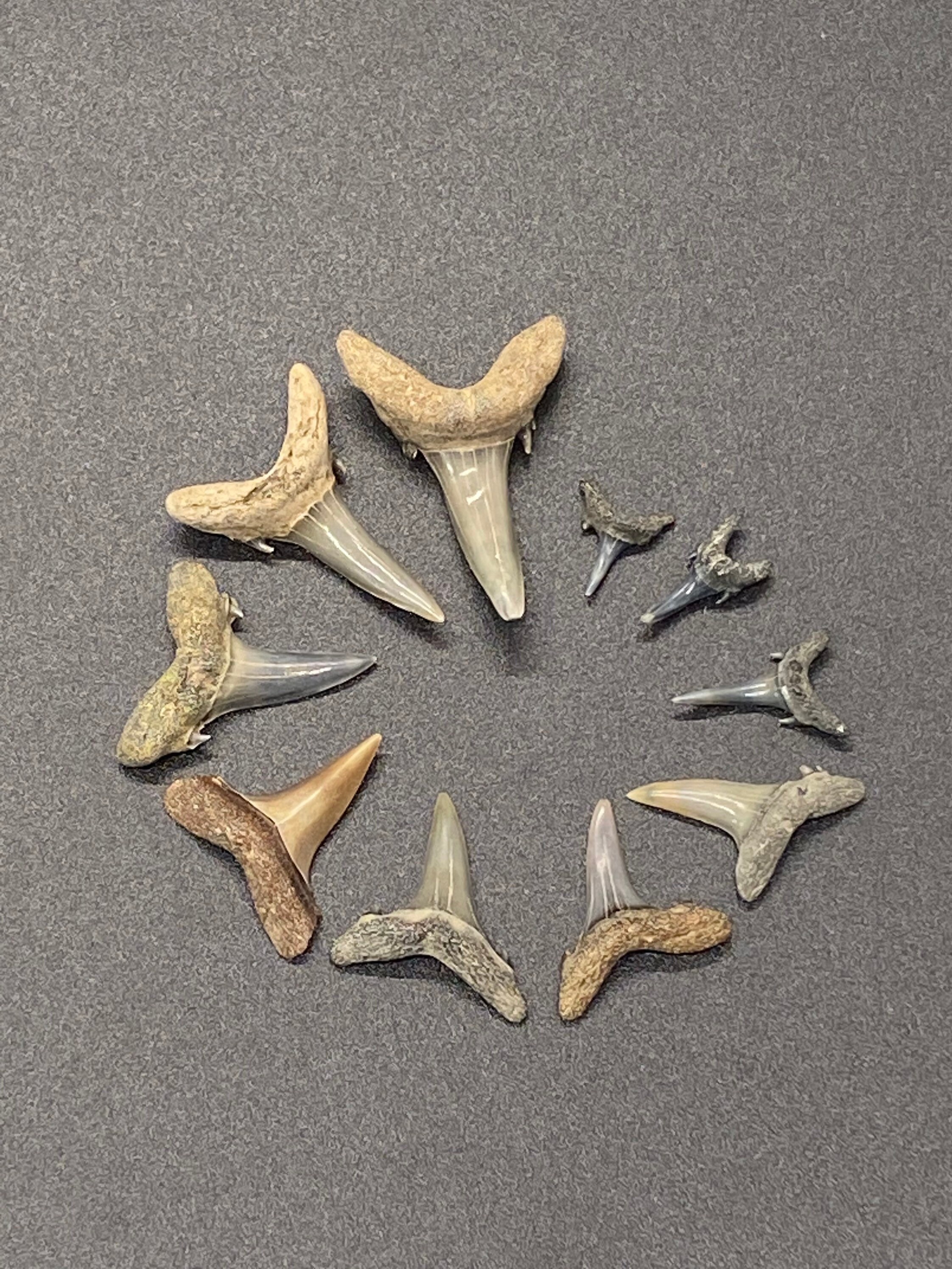 Fossil Sand Tiger Shark Teeth Found by Toothlessfossils 10 Pack Ccst - Etsy