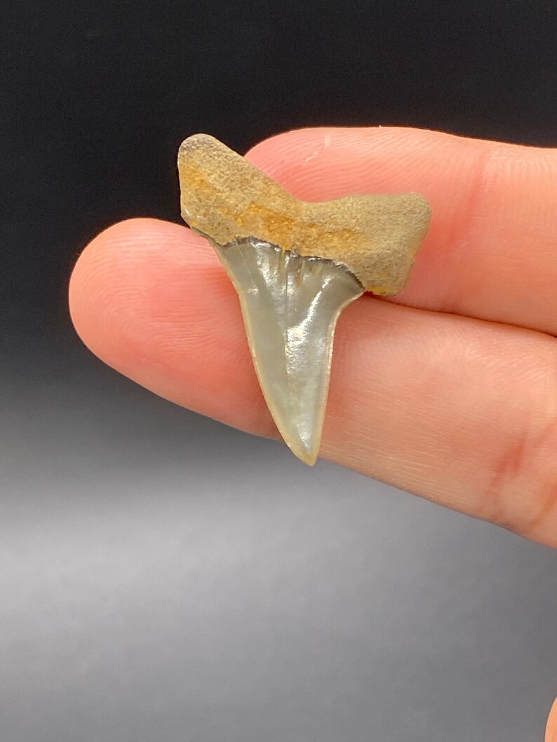 Fossil Isurus Retroflexus Shark Tooth by - Etsy