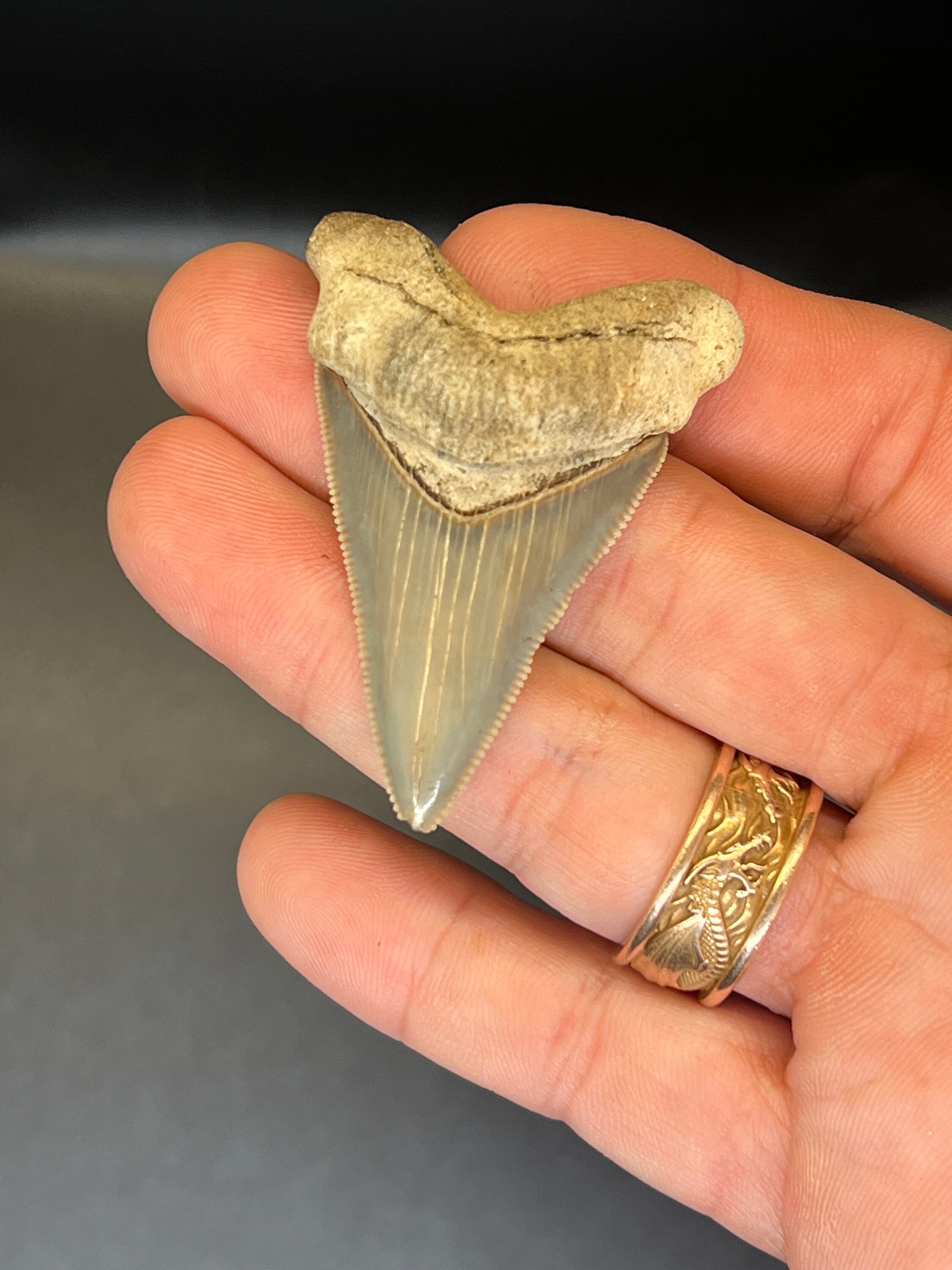 Fossil Megalodon Shark Tooth Calvert Cliffs lower Position - Etsy