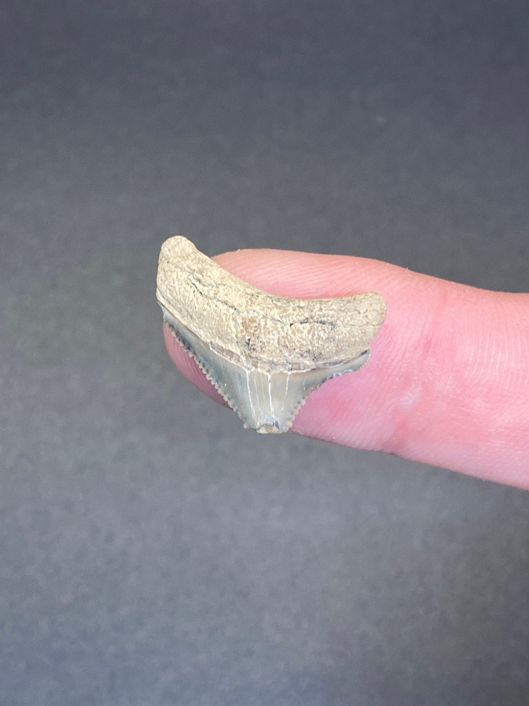 Calvert Cliffs Megalodon Shark Tooth Cc9 - Etsy