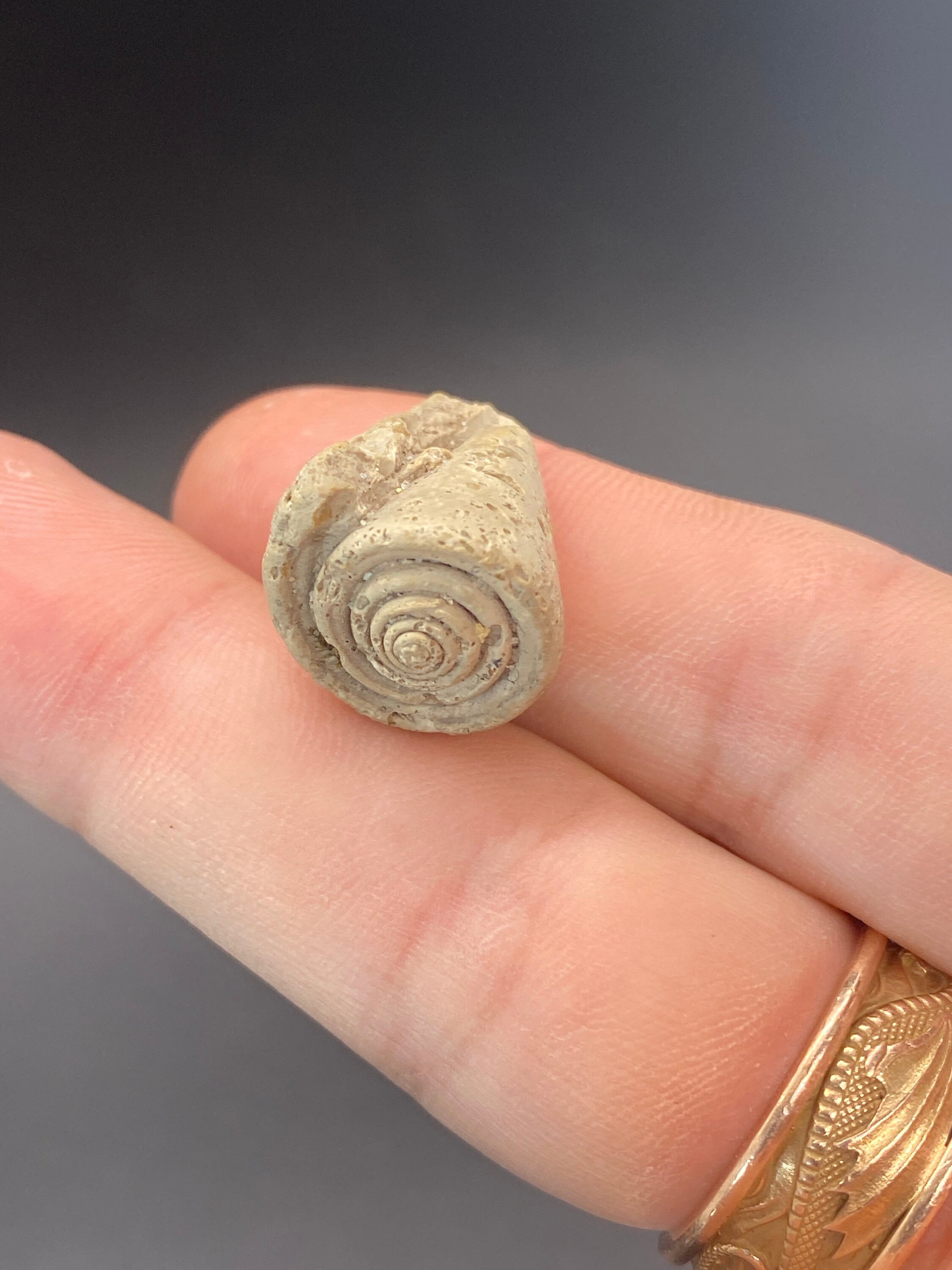 Fossilized Shell Concretion Cast Natural Fossil Gwh1 - Etsy