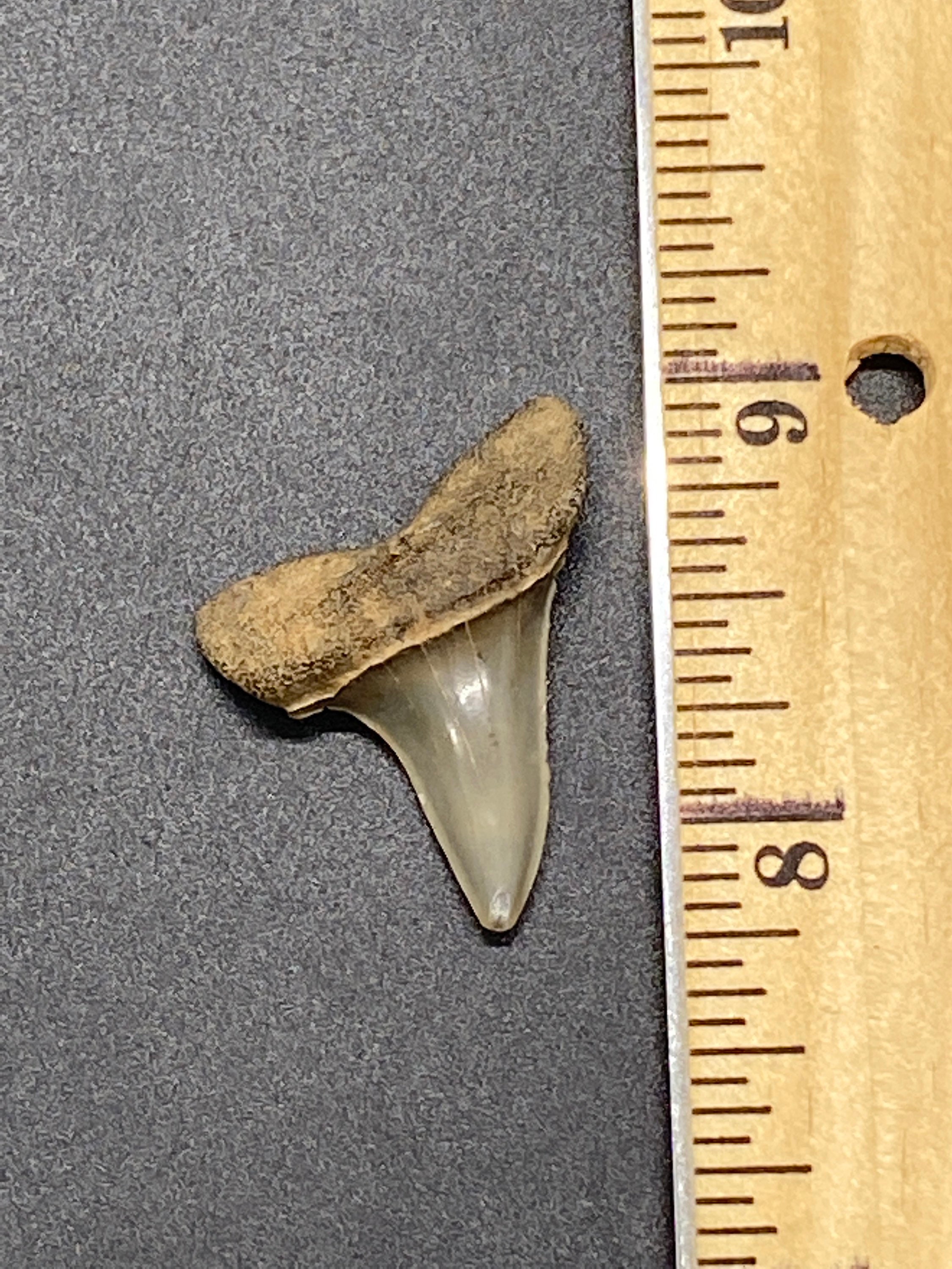 Fossil Isurus Retroflexus Shark Tooth by Toothlessfossils - Etsy