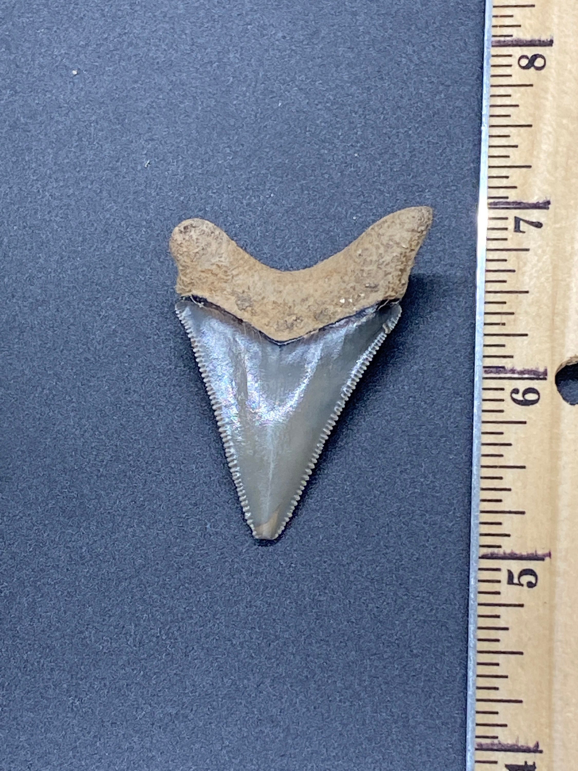Calvert Cliffs Megalodon Shark Tooth Cc10 | Etsy