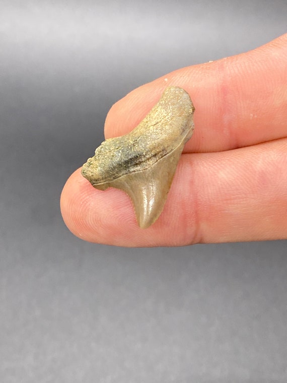 Fossil Posterior Angustidens Shark Tooth Sv22 - Etsy
