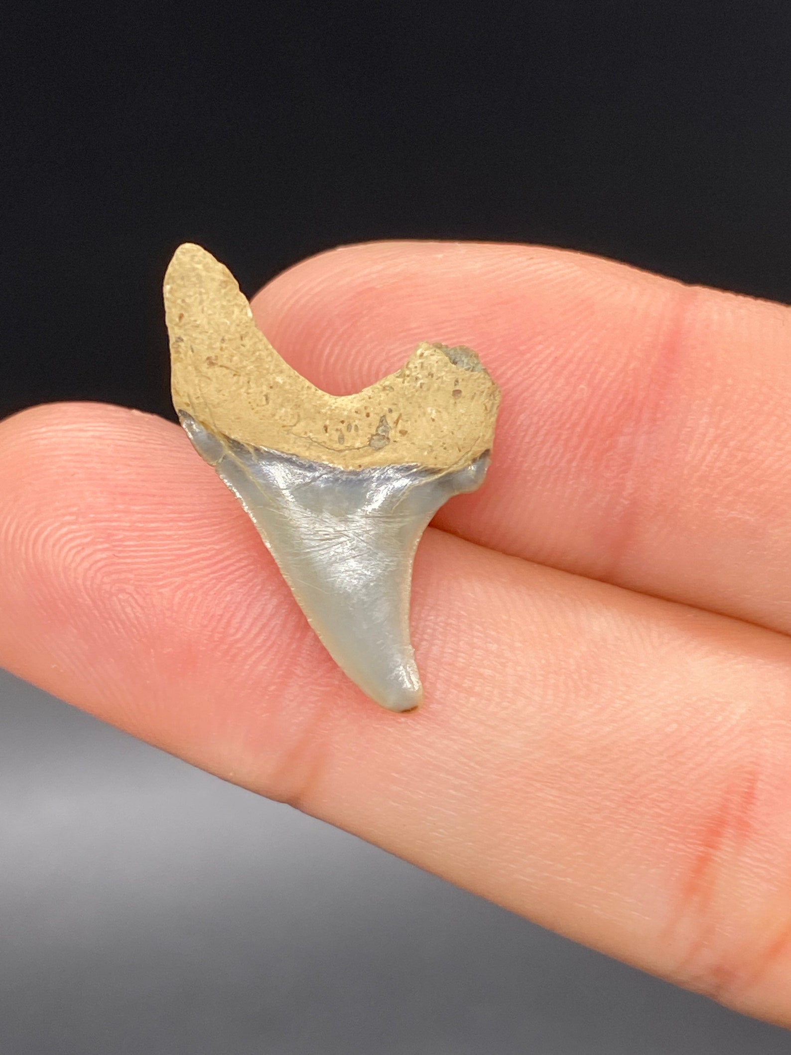 Rare Fossil Benedini Shark Tooth false Mako by Toothlessfossils sv28 - Etsy