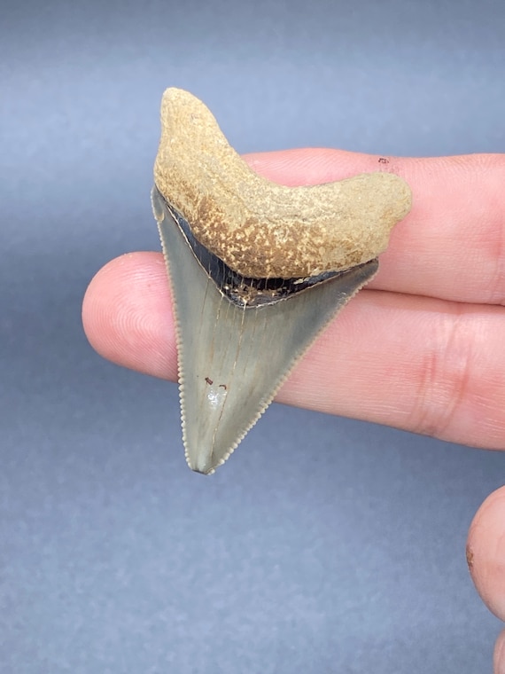 Calvert Cliffs Megalodon Shark Tooth Cc10 | Etsy