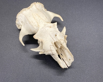 Groundhog Skull - Etsy