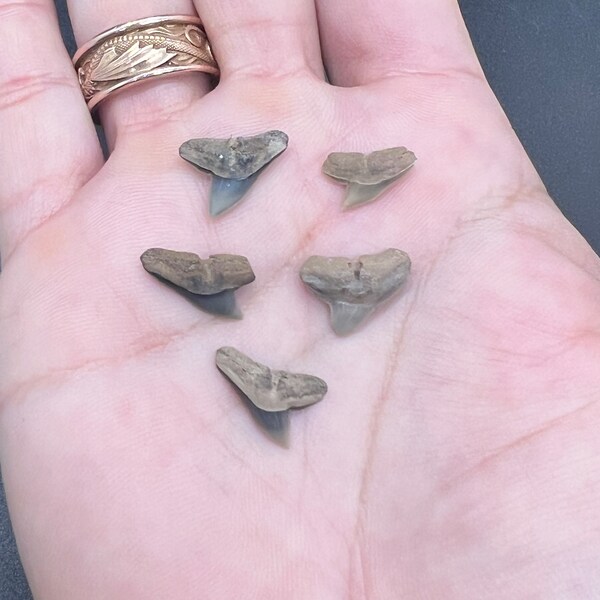 Hammerhead Shark Teeth - Etsy