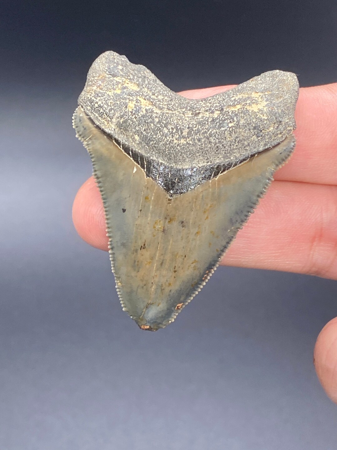 Calvert Cliffs Megalodon Shark Tooth Cc14 - Etsy