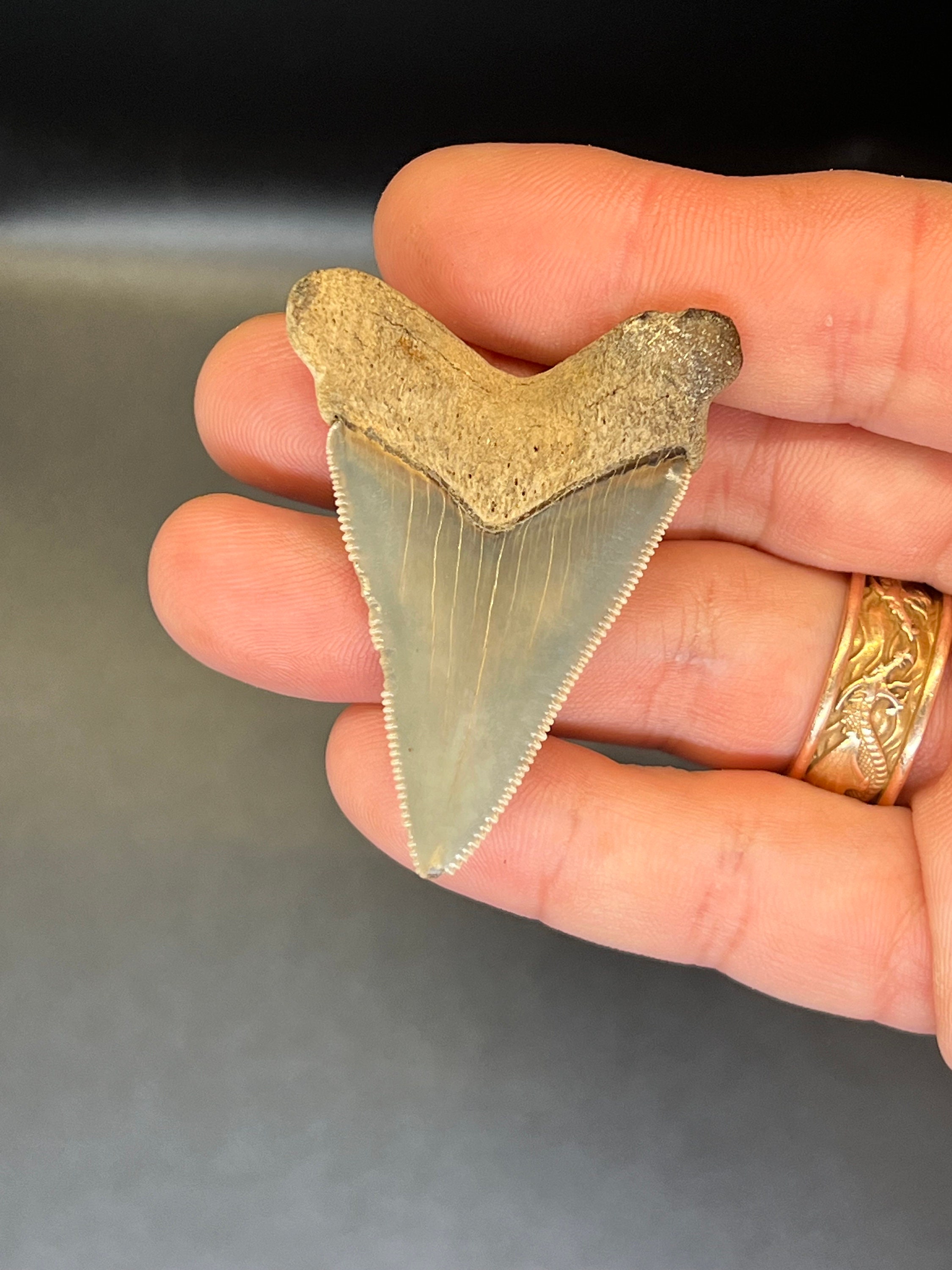 Fossil Megalodon Shark Tooth Calvert Cliffs lower Position - Etsy