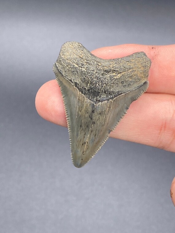 Calvert Cliffs Megalodon Shark Tooth Cc12 | Etsy