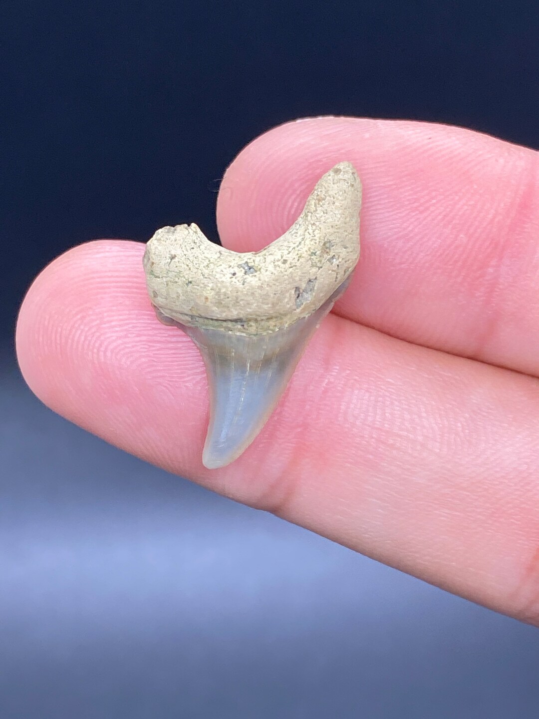 Rare Fossil Benedini Shark Tooth false Mako by Toothlessfossils sv28 - Etsy