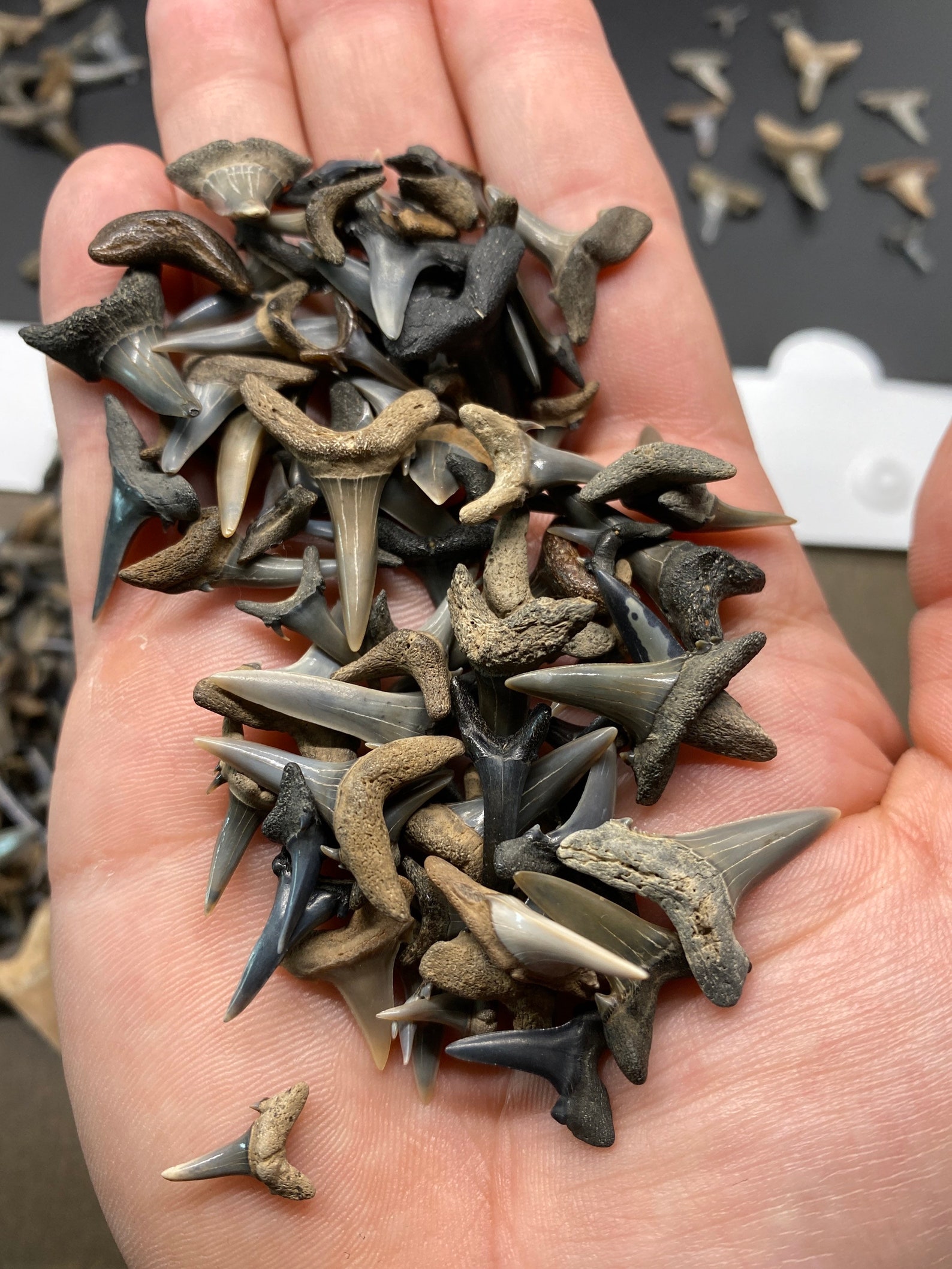 Fossil Sand Tiger Shark Teeth Found by Toothlessfossils 10 Pack Ccst - Etsy